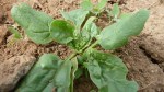 If you can’t grow spinach, eat weeds | findingharmonyblog