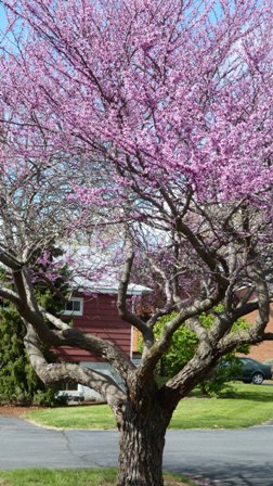 What are those purplish pink trees along the road? Rhapsody on Redbuds ...