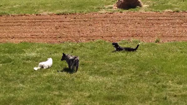 The Life of Riley | findingharmonyblog